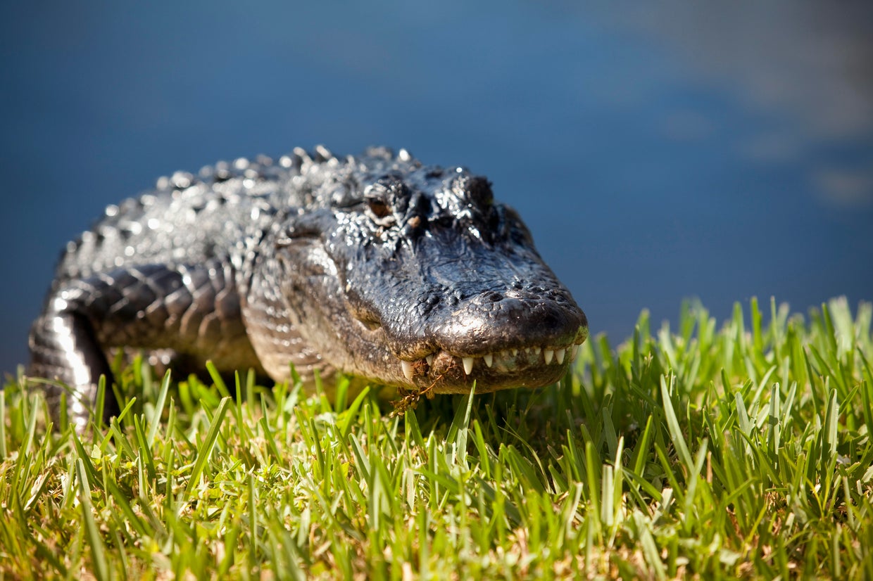 South Florida rains may prompt more gator and snake sightings ...