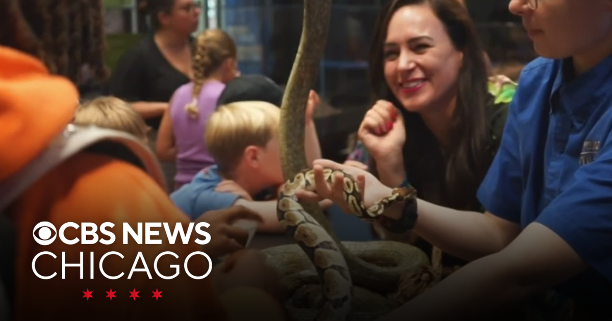 Field Museum celebrates World Snake Day - CBS Chicago