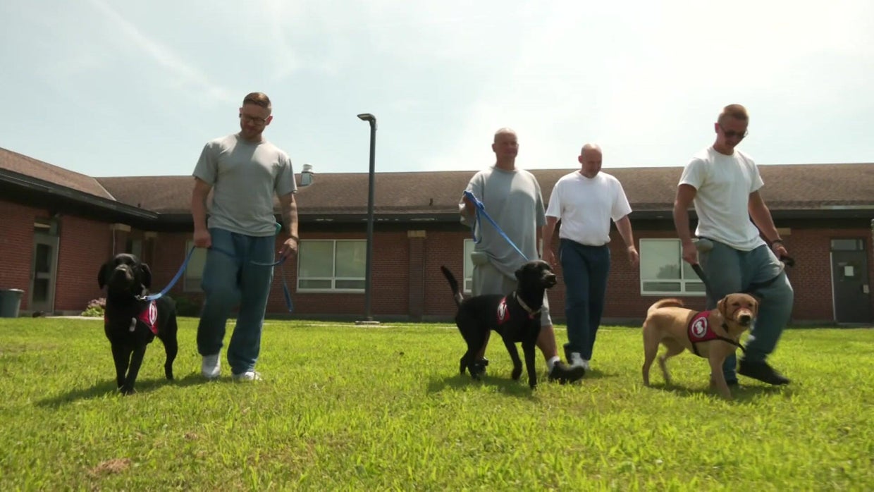 Minnesota, Wisconsin prison inmates training puppies to be assistance ...