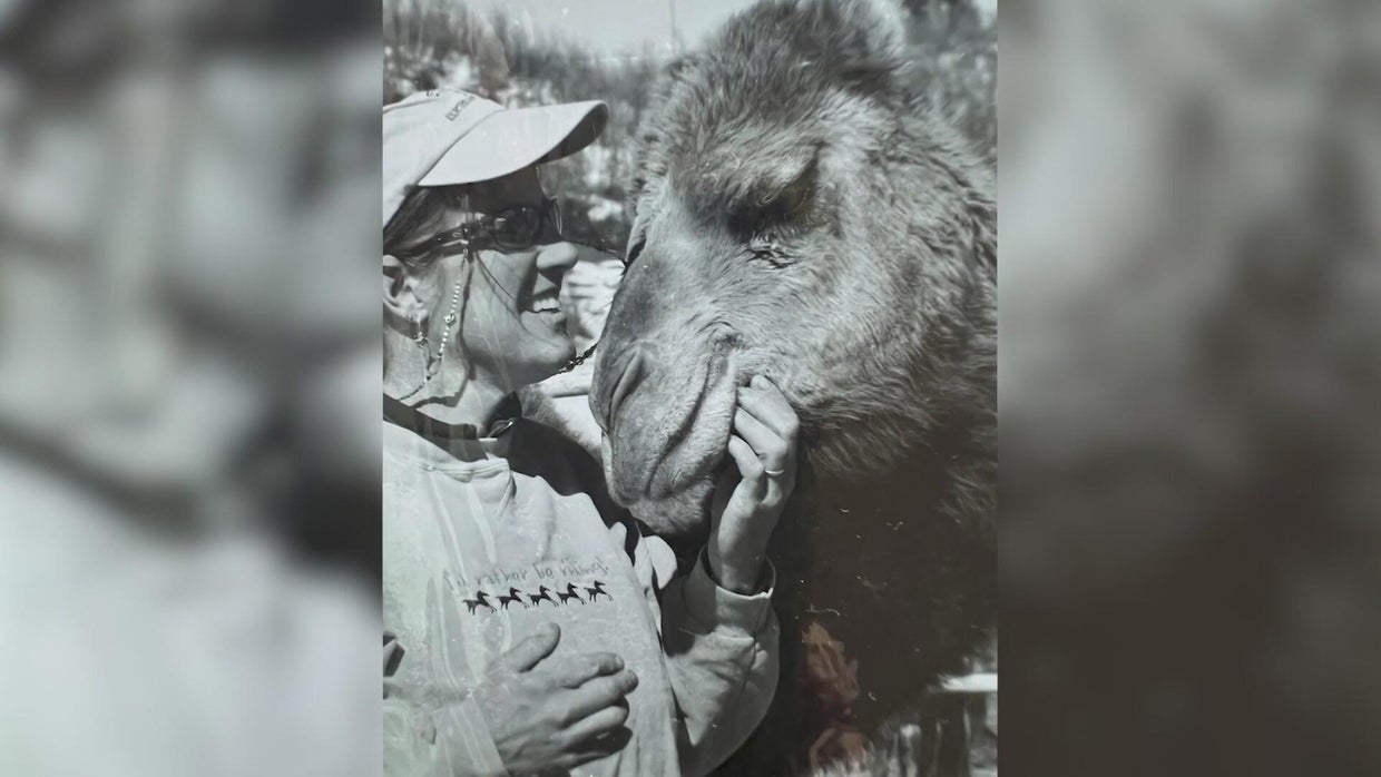 Coloradans remember, honor local celebrity Larry the Camel who was ...