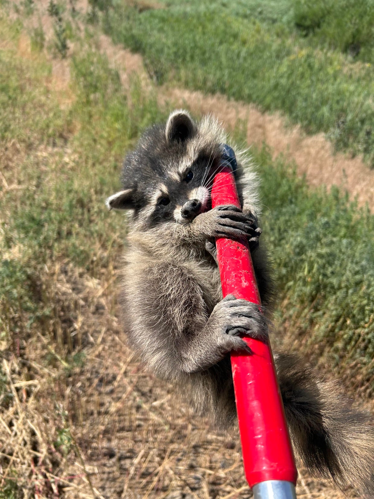 Baby raccoon rescued in Colorado from semi-truck engine compartment ...
