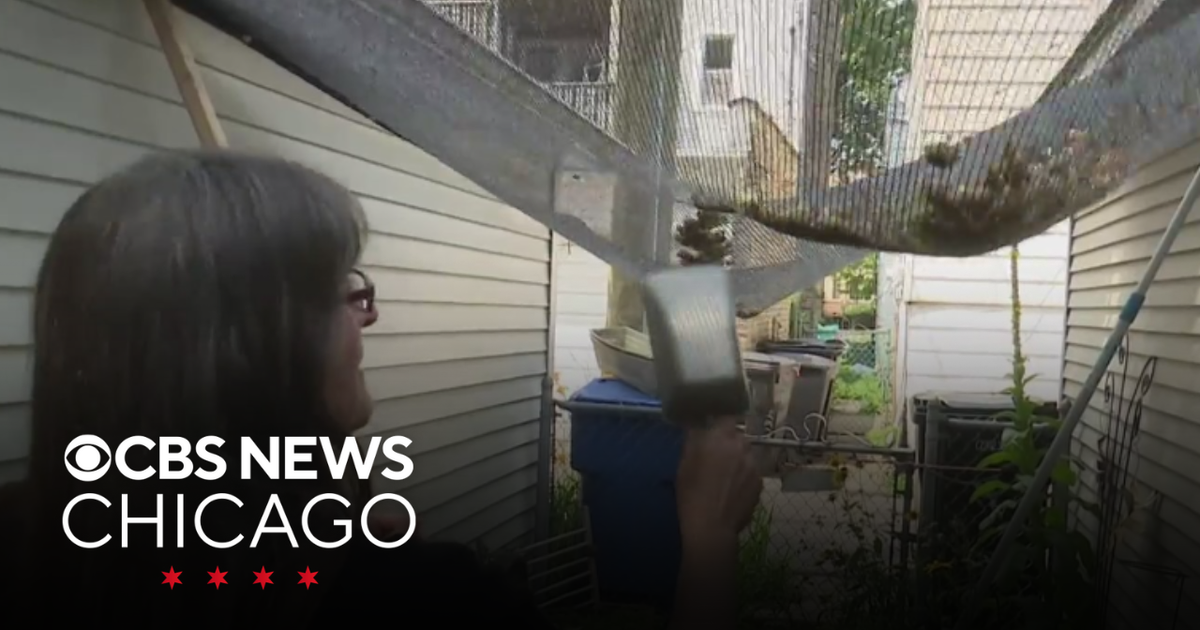 Rotten berries from neighbor's tree have Chicago woman frustrated - CBS ...