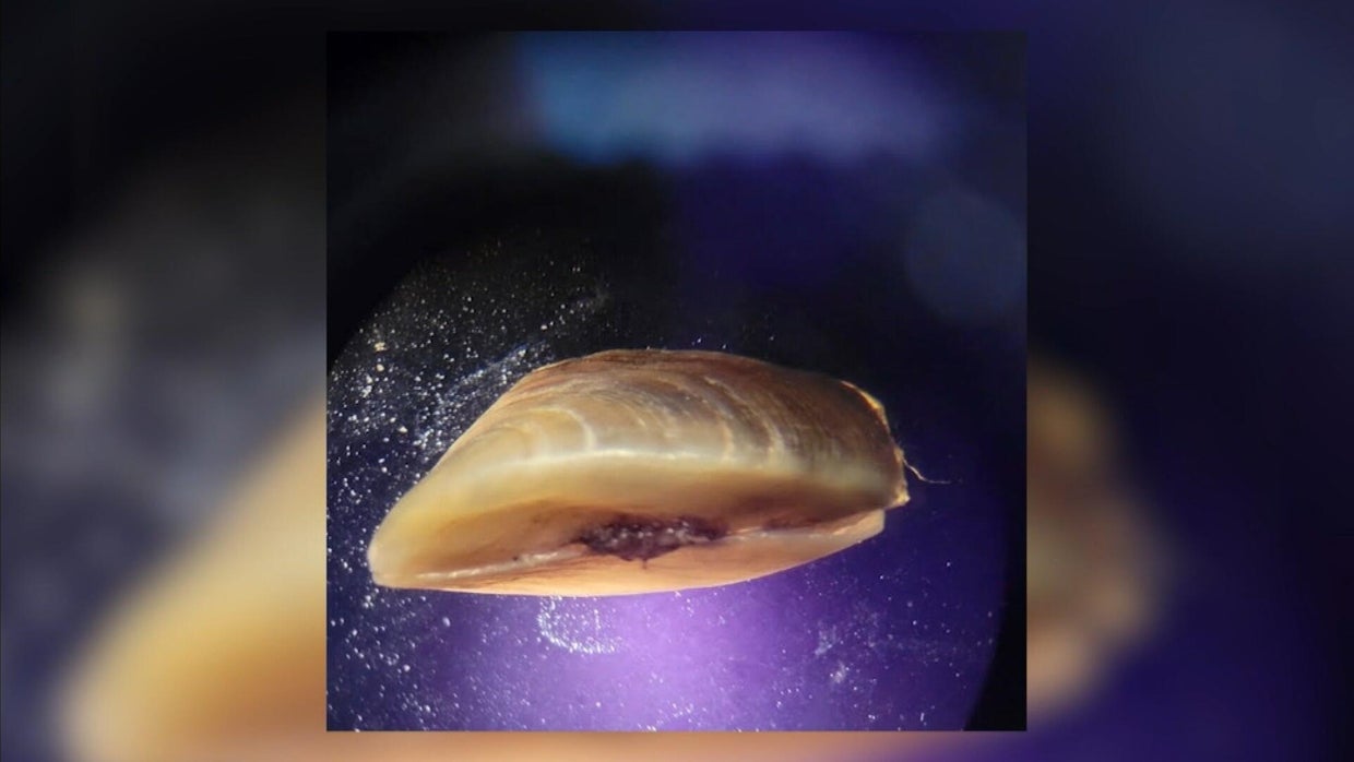 Invasive zebra mussels making their way east in Colorado's high country ...