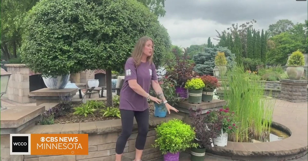 Tips on picking and planting some beautiful shrubs - CBS Minnesota