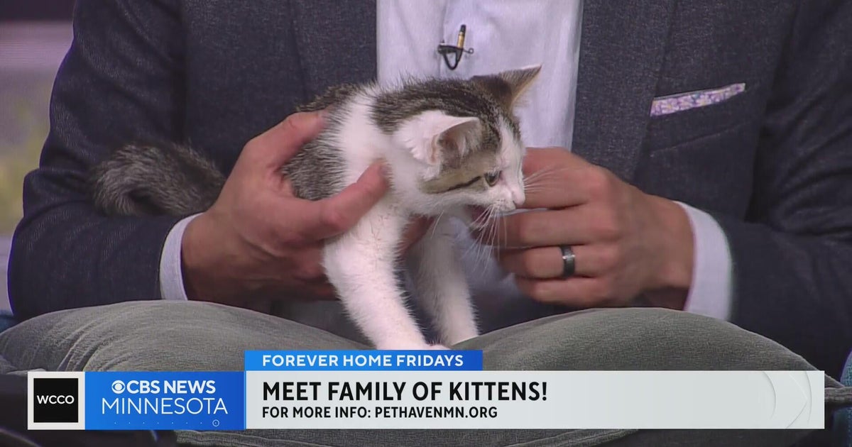 A whole host of young kittens are ready for a forever home - CBS Minnesota