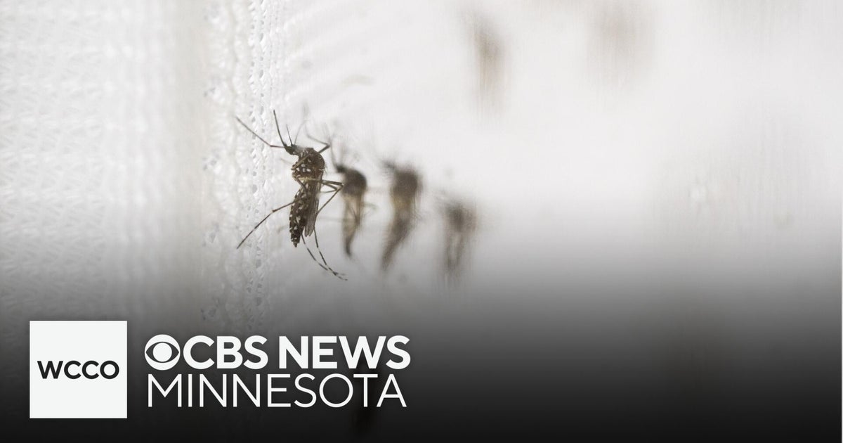 West Nile virus surging in Twin Cities mosquitoes - CBS Minnesota