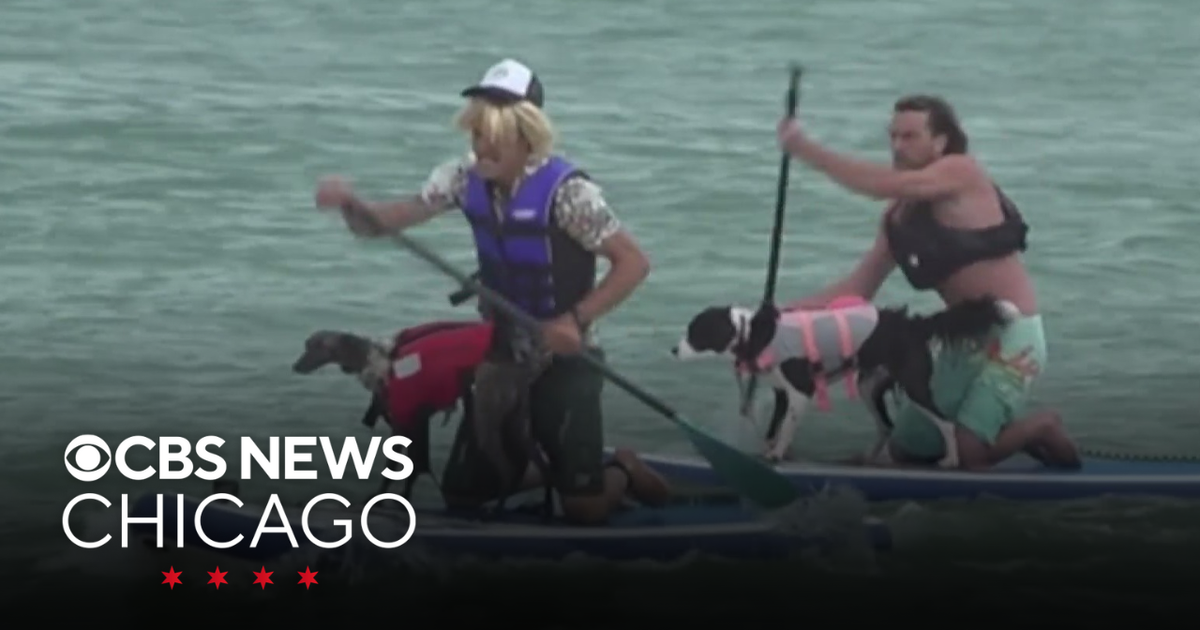 Record-breaking dog surfing competition held in UK - CBS Chicago