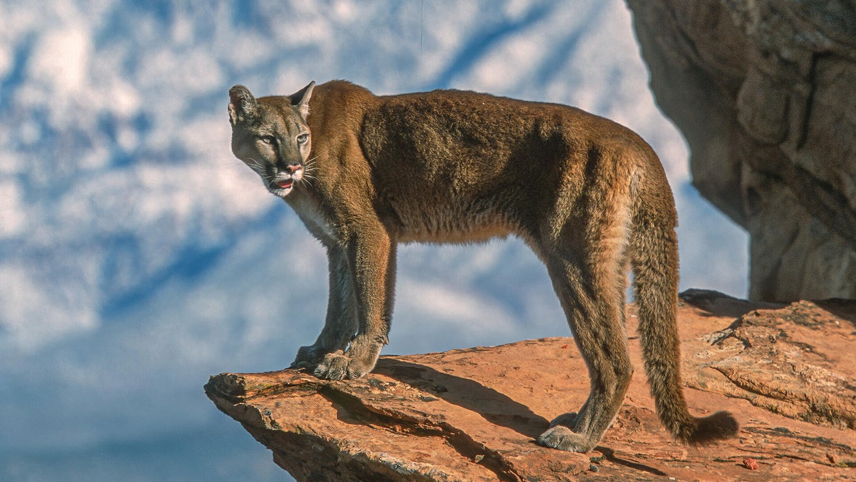 Mountain lion attacks dog in Colorado, prompting Boulder police to send ...
