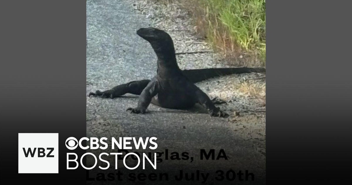 Large lizard on the loose: What to know about this creature - CBS Boston