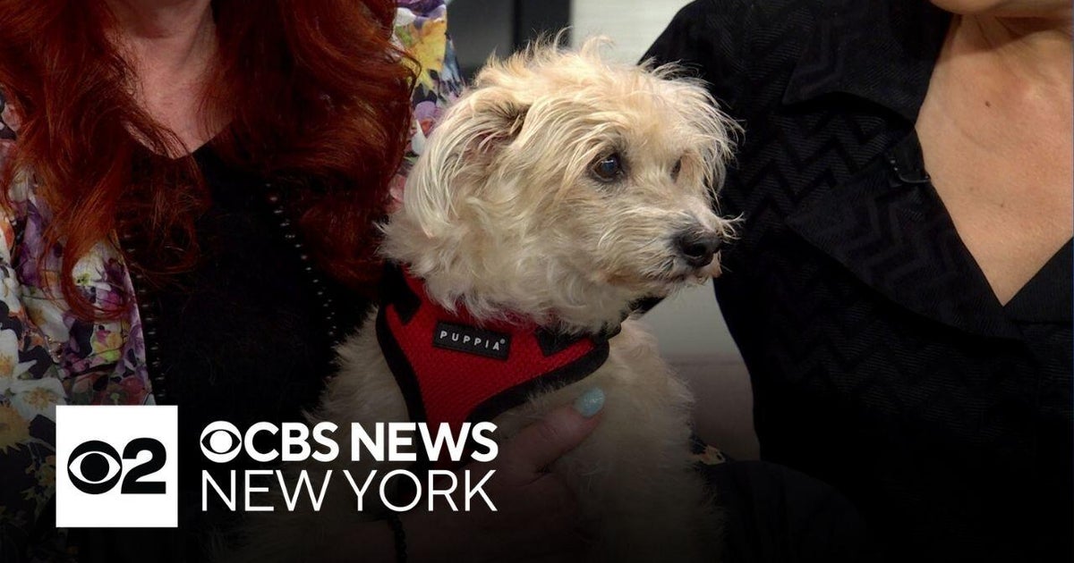 Furry Friend Finder: Ella - CBS New York