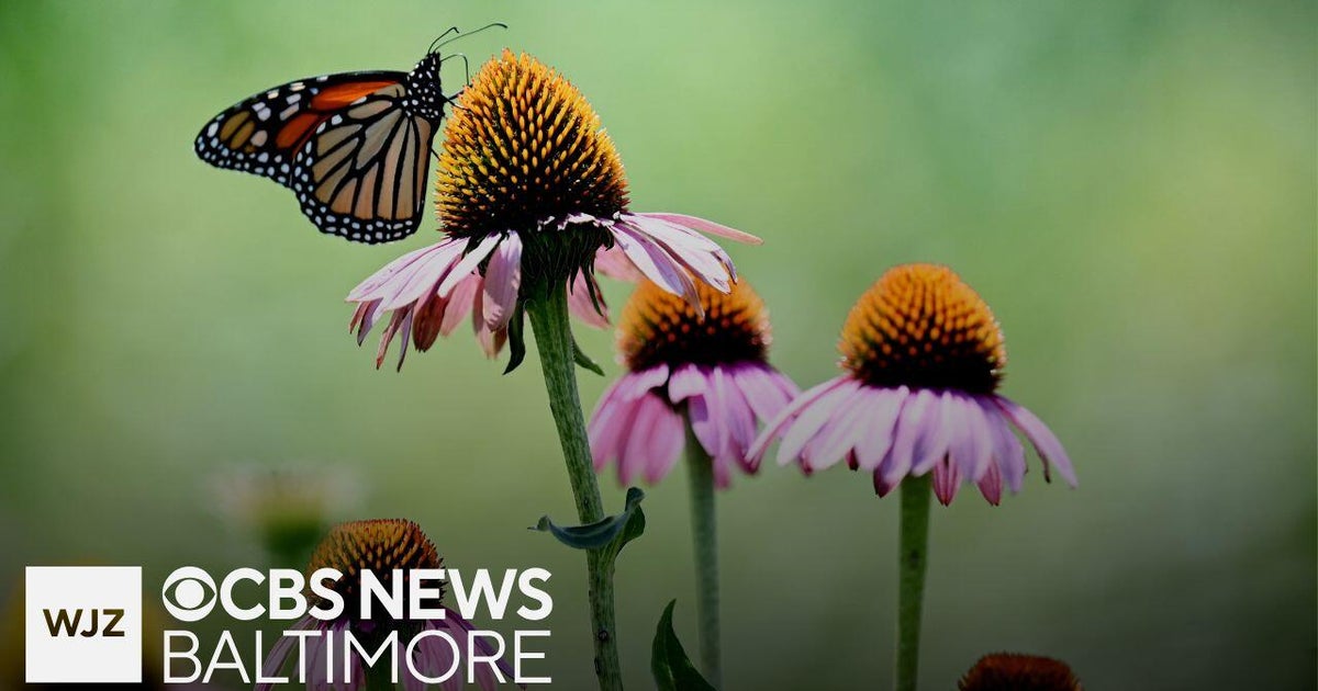 Number of butterflies decreasing across U.S., study finds 22% decline ...