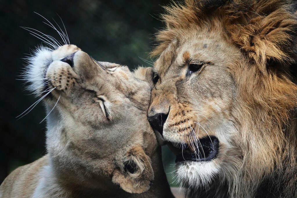 Rare Barbary lion cubs born at Czech zoo are part of a plan to return ...