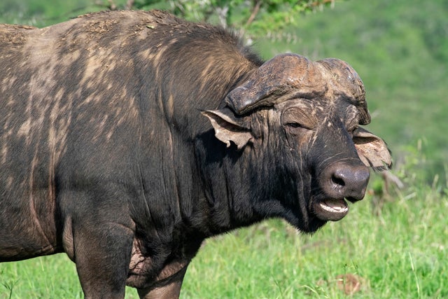 cape buffalo attacks hunter