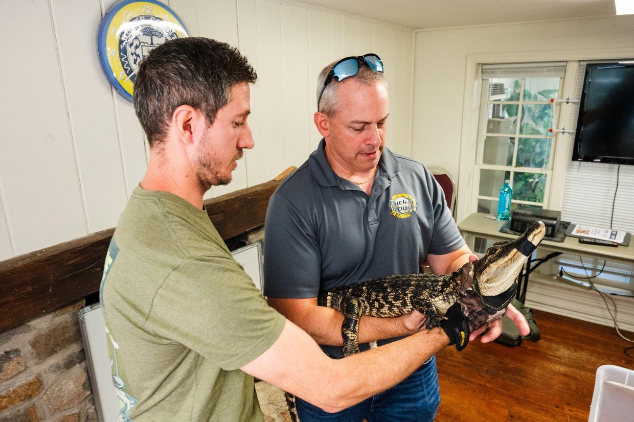 Florida alligator sanctuary owner catches loose gator in Magnolia Lake ...