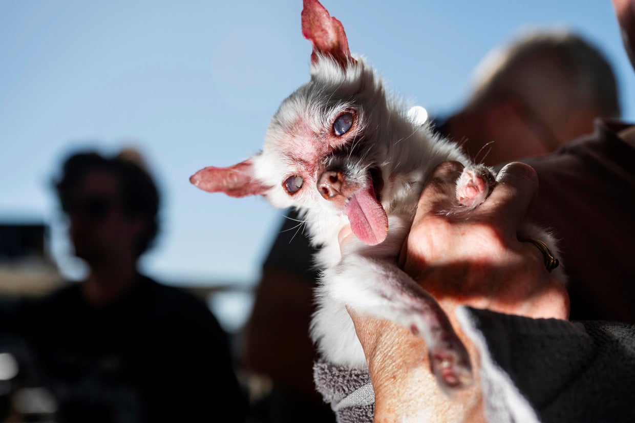 Petunia nabs the title in the "World's Ugliest Dog Contest." See photos ...