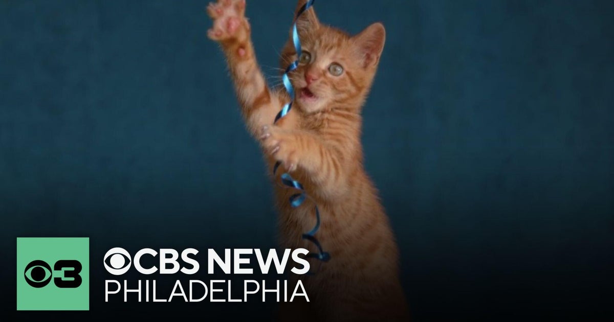 Interesting facts you might not know about cats | Pet Project - CBS ...