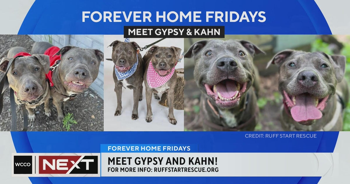 Forever Home Fridays: Meet Gypsy and Khan! - CBS Minnesota