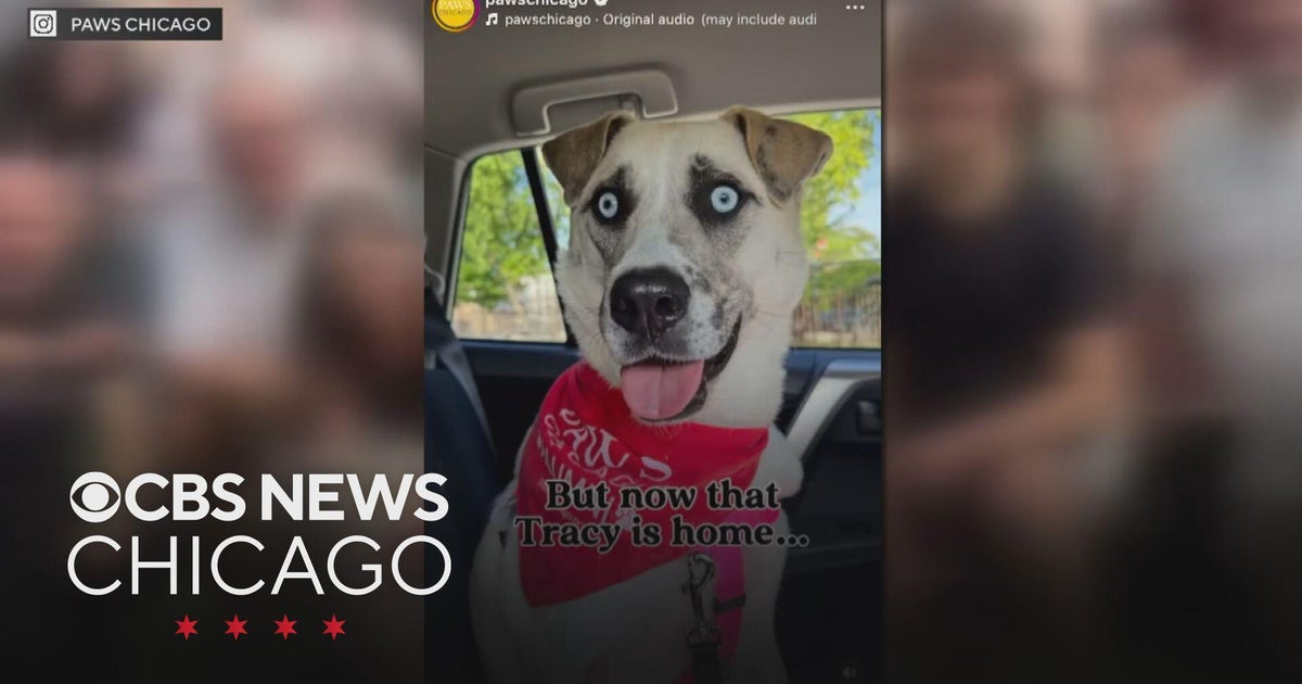 Tracy the dog gets adopted after 933 days at PAWS Chicago - CBS Chicago