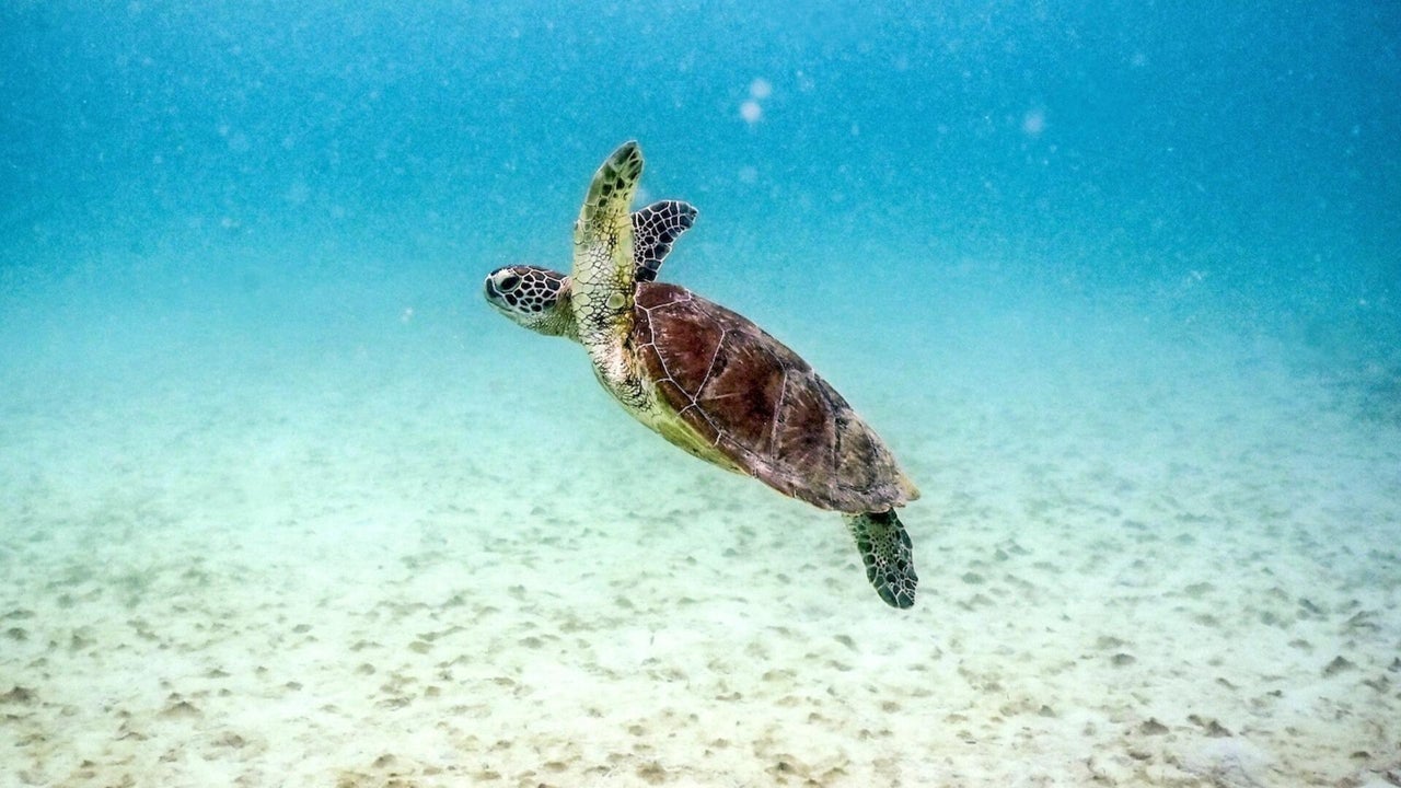 Oceans news - Today’s latest updates - CBS News