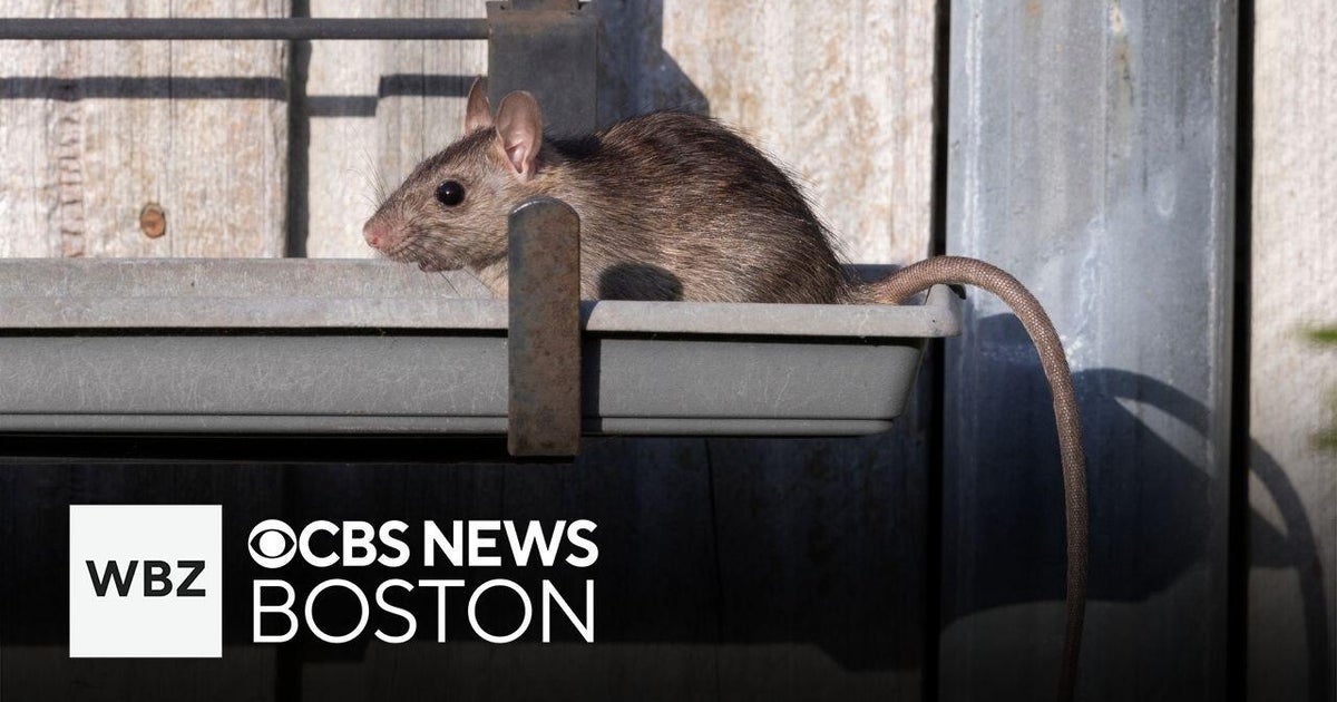 Boston aiming to curb rat problem and more top stories - CBS Boston