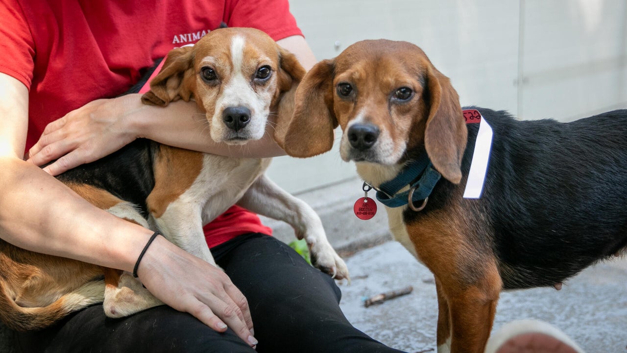 Animal Rescue news - Today’s latest updates - CBS Boston