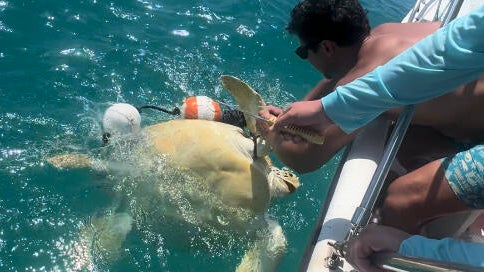 Sea Turtle news - Today’s latest updates - CBS Miami