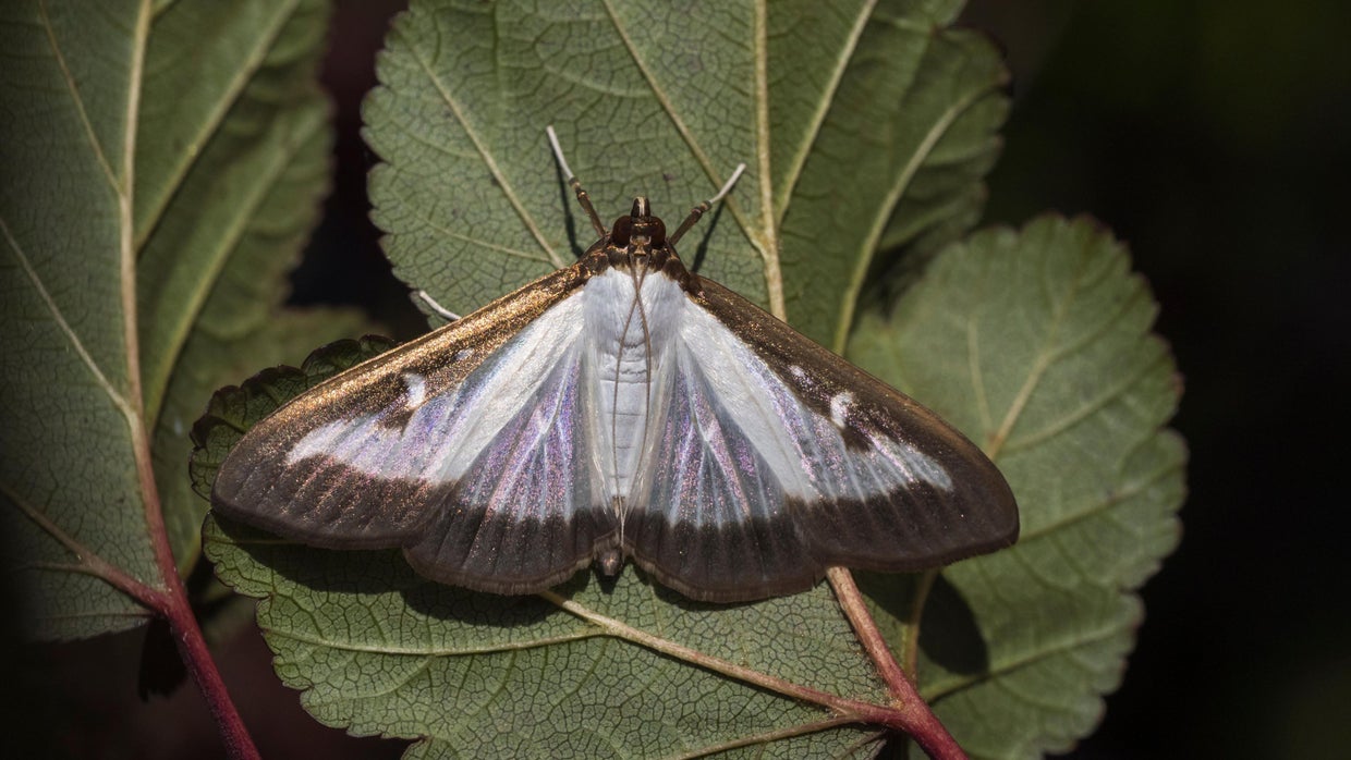 Invasive Box Tree Moth Doing serious Damage To Common Shrubs On Cape