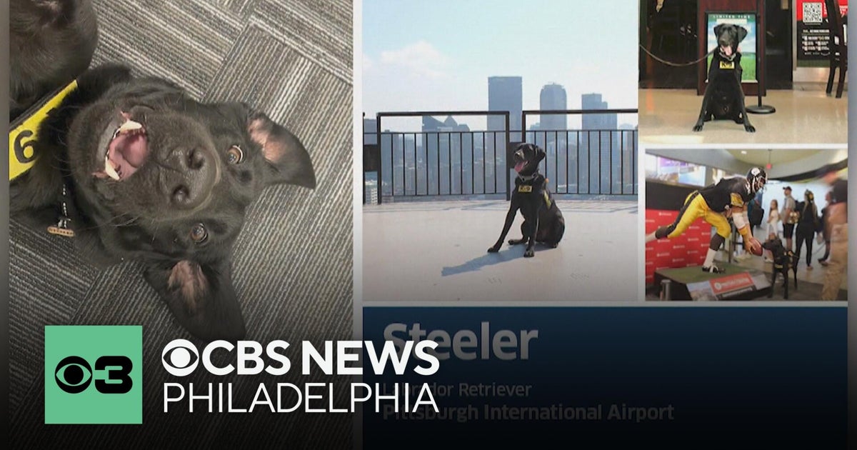 Pennsylvania dog in running to become TSA's top canine - CBS Philadelphia