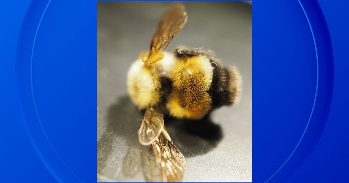 Endangered species of bumblebee confirmed found in Michigan - CBS Detroit
