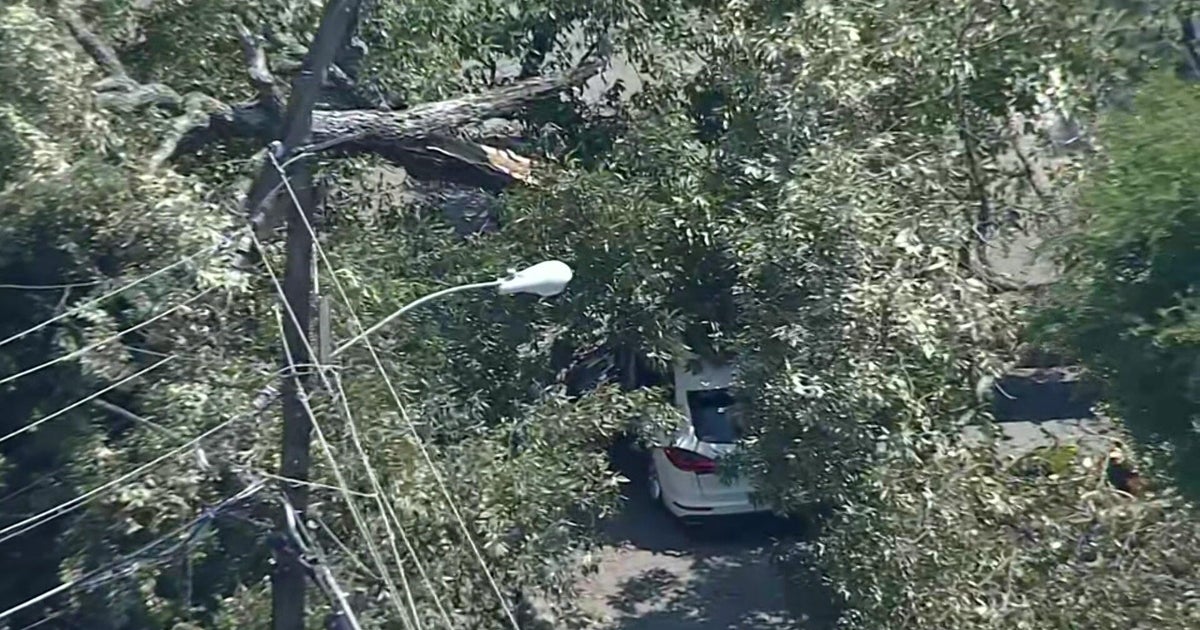 Woman seriously injured after tree lands on vehicle in Dallas ...