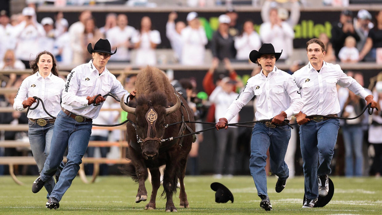 Ralphie VI, Colorado Buffaloes live mascot, retires from Folsom Field ...