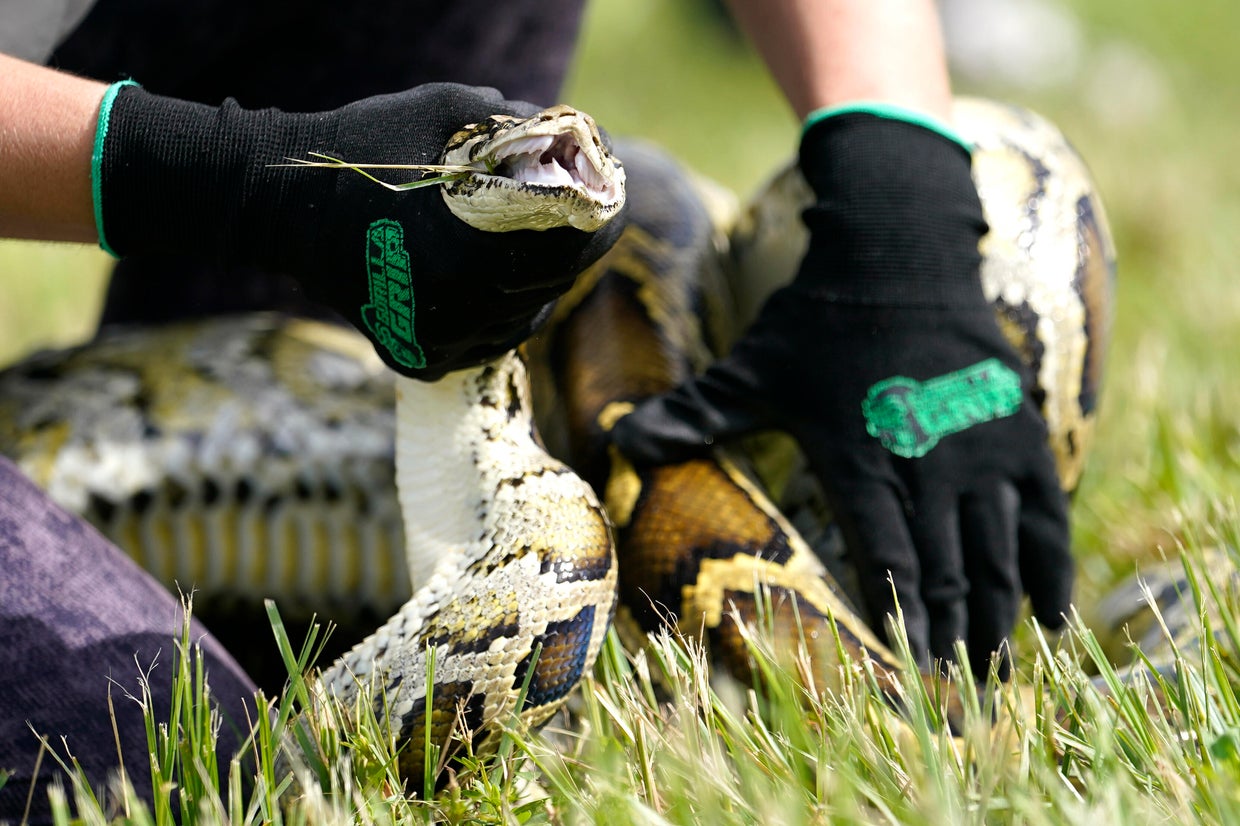 Florida deploys robot rabbits to control invasive Burmese python ...