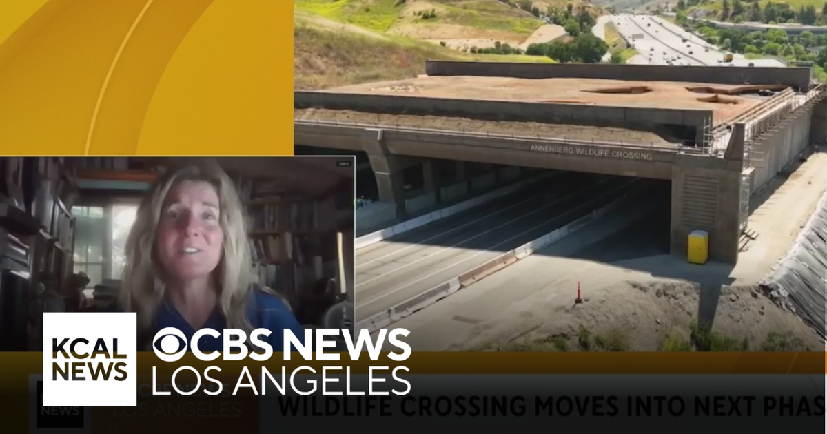 Wildlife crossing over 101 Freeway moves into next phase - CBS Los Angeles