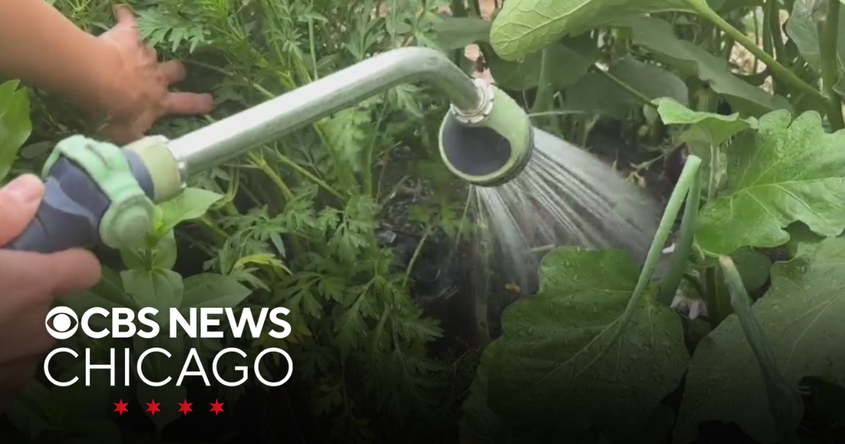 Gardening coach helps create raised bed gardens at clients' homes - CBS ...
