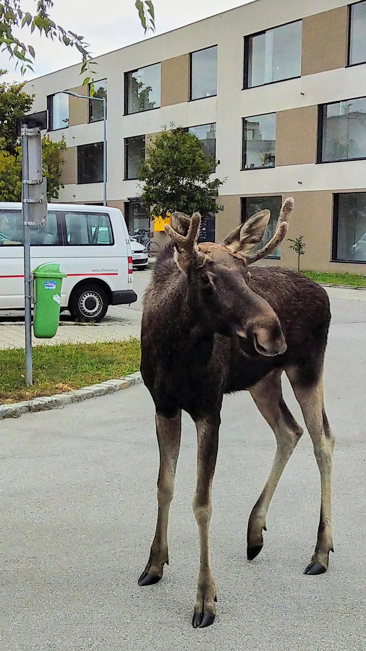 A border-crossing moose named Emil keeps wandering on the streets — and ...