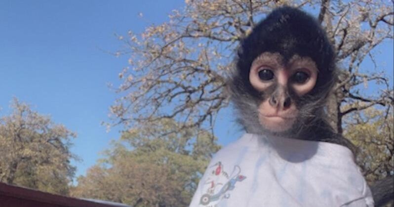 North Texas police sergeant says spider monkey bit him; quarantine becomes challenging for ...