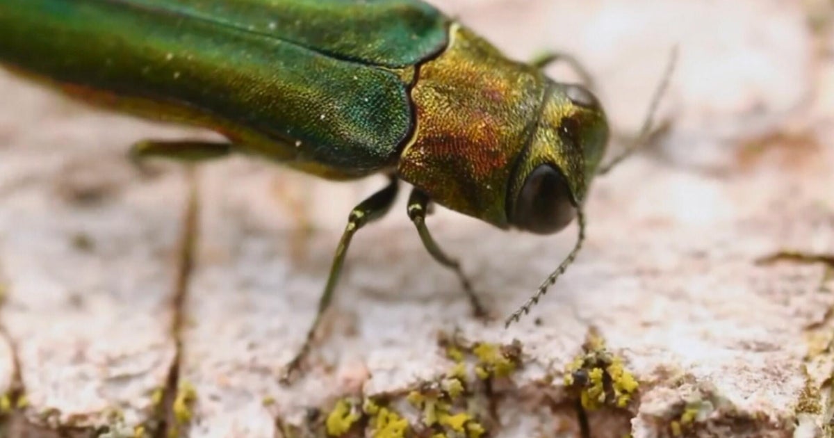 Emerald ash borer confirmed in Aurora, city urges homeowners to take ...