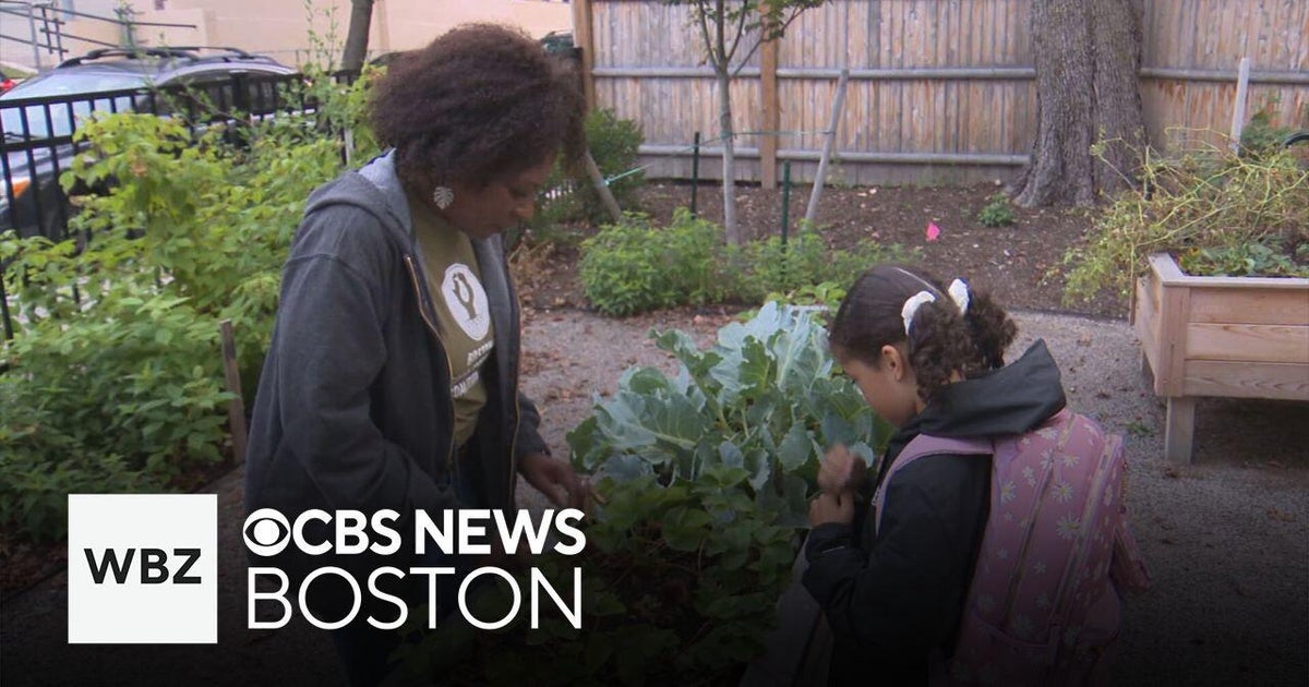 Food Forests In Boston Do More Than Just Feed The Community Cbs Boston