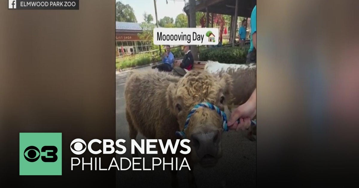 Elmwood Park Zoo welcomes 2 miniature Highland cows - CBS Philadelphia