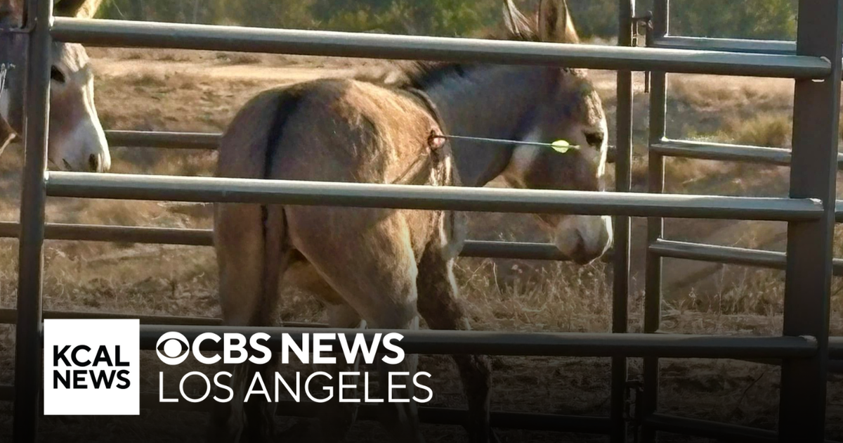 Riverside County authorities seek help finding person shooting wild ...