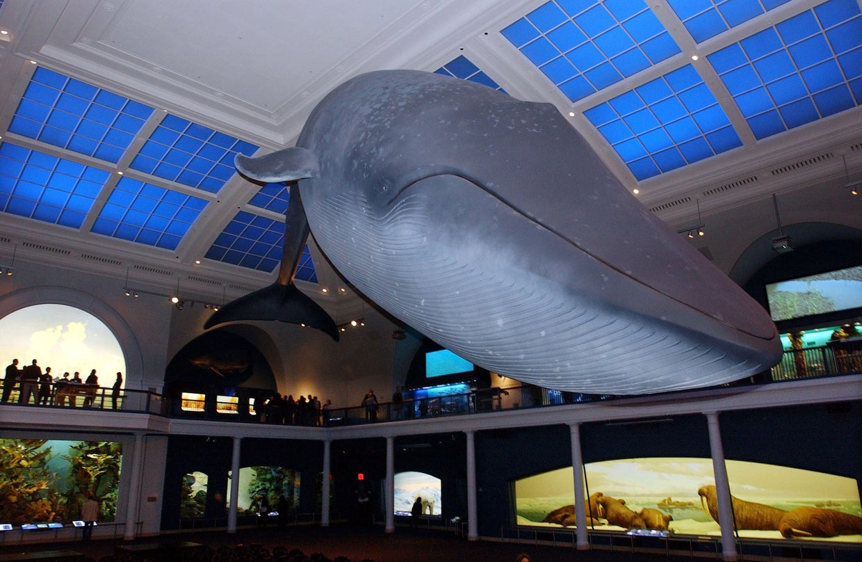 American Museum of Natural History announces return of "A Night at the ...