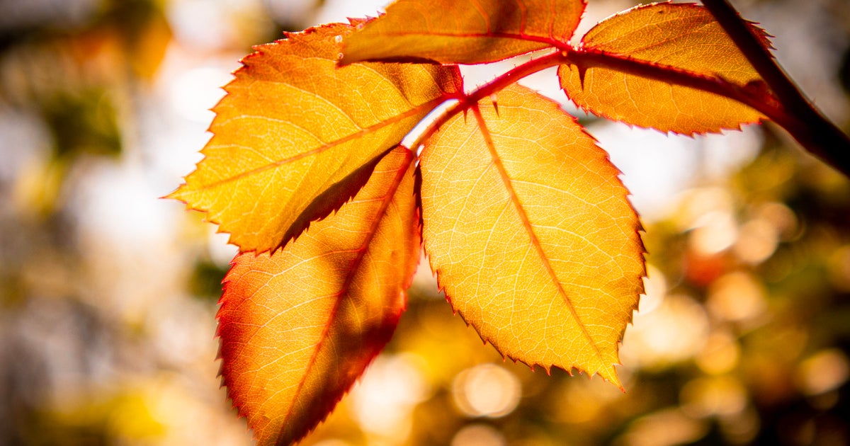 Fall colors in Southeast Michigan. When will we see them? - CBS Detroit