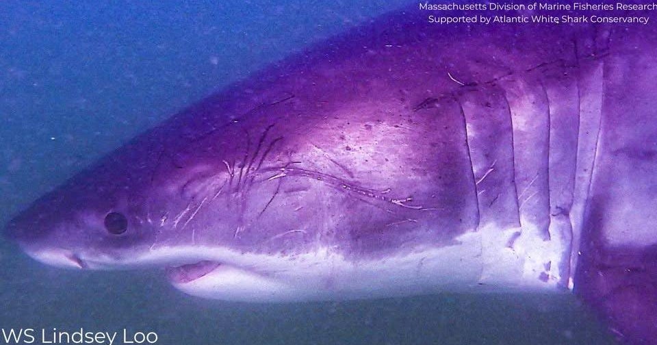 Shark sighting closed 2 Massachusetts beaches this weekend. Here's ...
