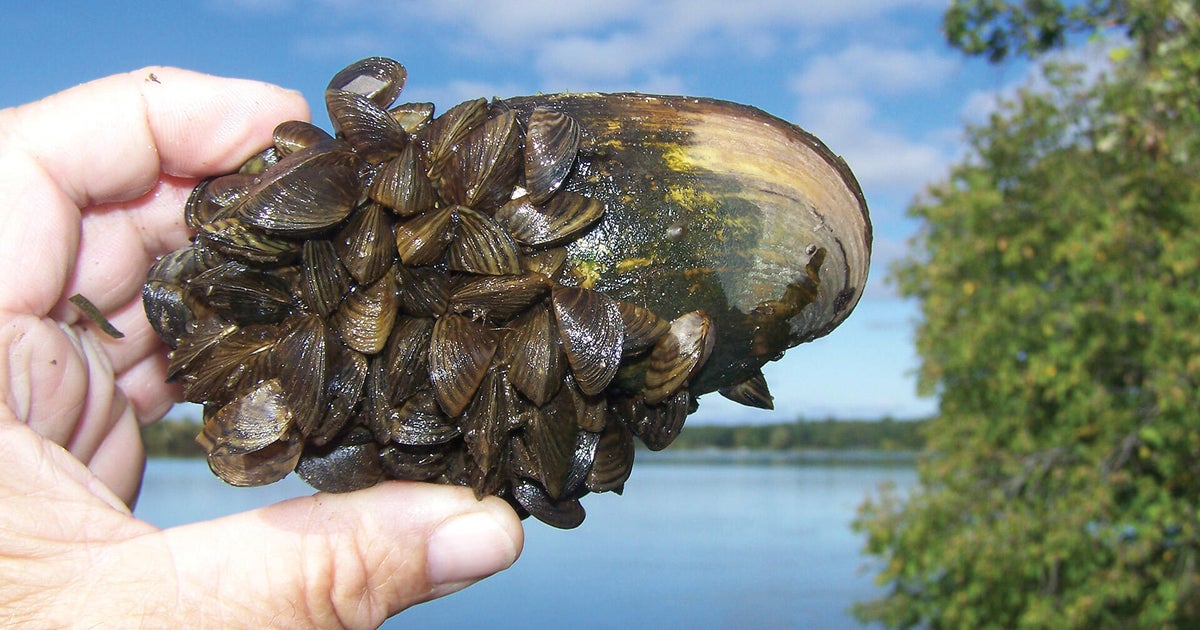 Zebra mussel larvae found in Lake Gervais, Spoon Lake - CBS Minnesota
