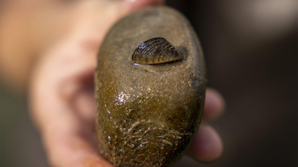 Adult zebra mussels discovered in the Colorado River for the first time ...