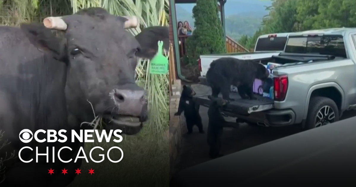 Cow saved from slaughterhouse, 3 bears steal food from truck | Hand Off ...