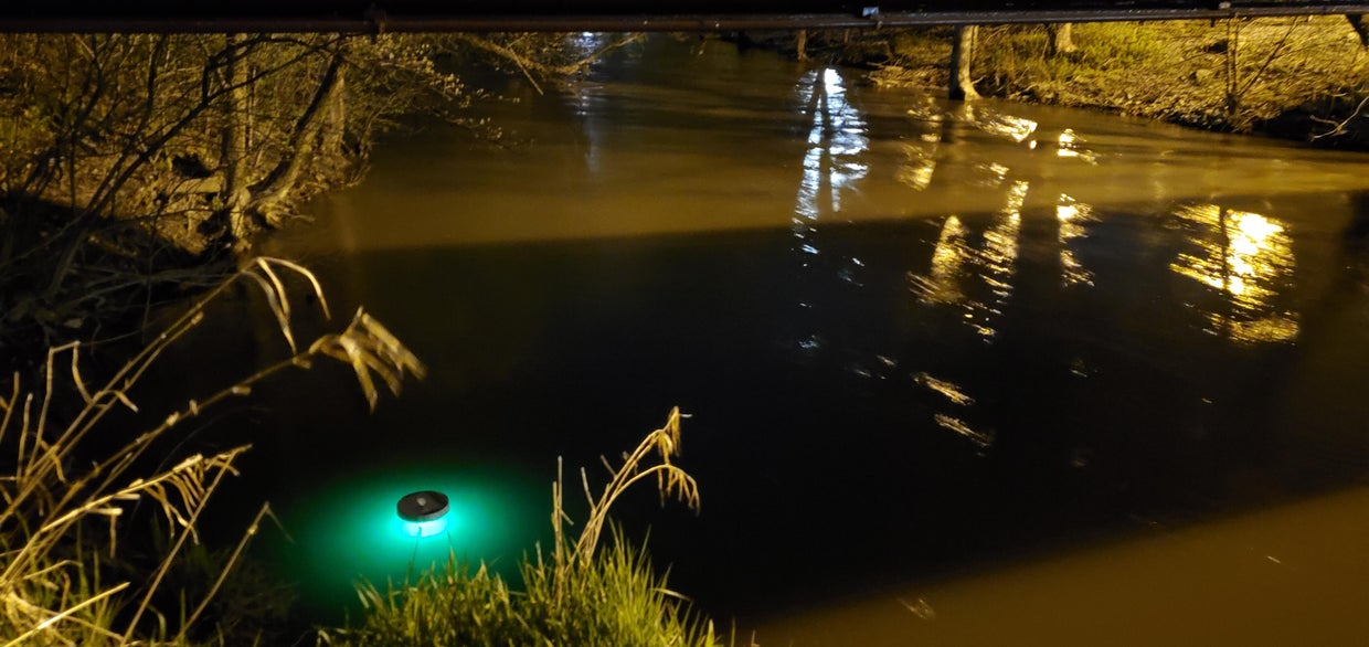 Shedd Aquarium study on fish reproduction in Chicago River indicates ...