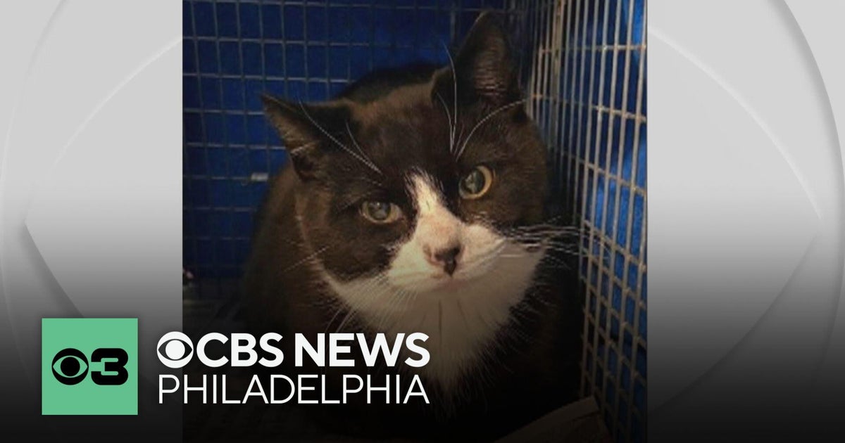 Reward for arrest available after feral cat shot and killed in Bucks ...