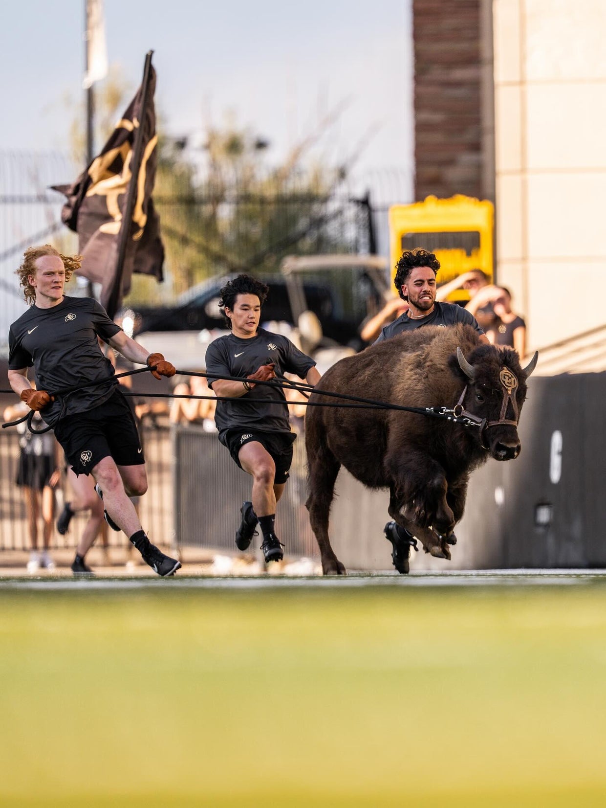 Colorado Buffaloes new live mascot Ralphie VII to make her inaugural ...