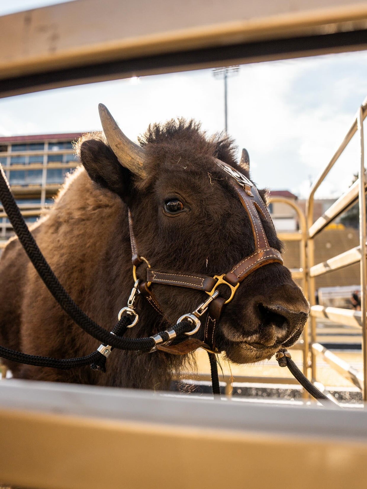 Colorado Buffaloes new live mascot Ralphie VII to make her inaugural ...